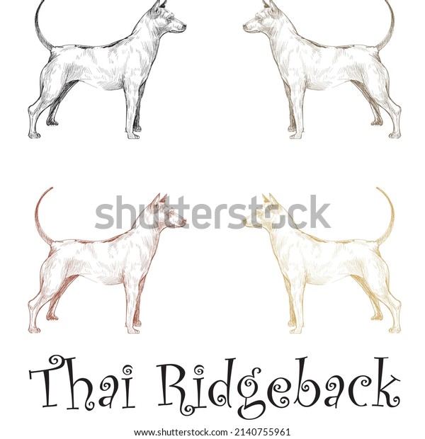 70 Thai Ridgeback Dog Stock Vectors, Images & Vector Art | Shutterstock