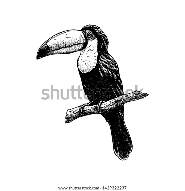 Hand Drawn Toucan Retro Realistic Isolated Stock Vector (Royalty Free ...