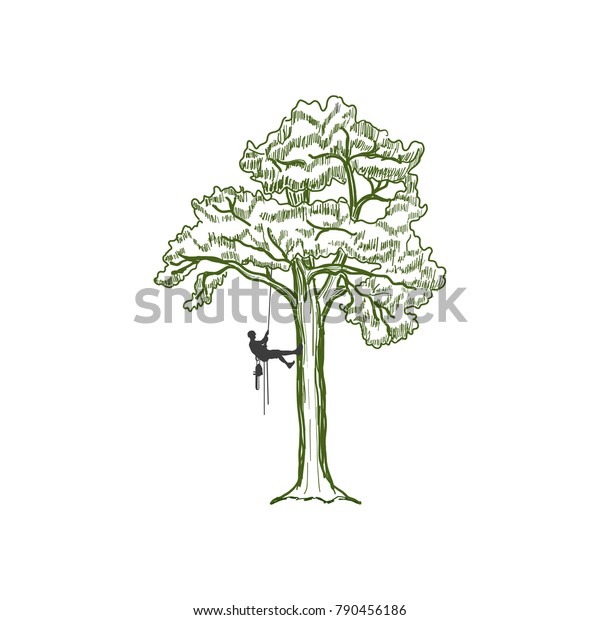 Hand Drawn Tree Climber On White Stock Vector (Royalty Free) 790456186 ...