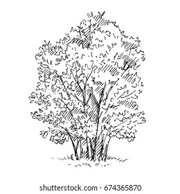 Hand Drawn Tree Sketch Vector Illustration Stock Vector (Royalty Free ...