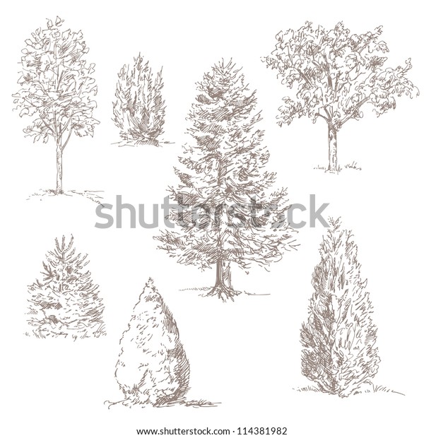 Hand Drawn Trees Isolated On White Stock Vector (Royalty Free) 114381982