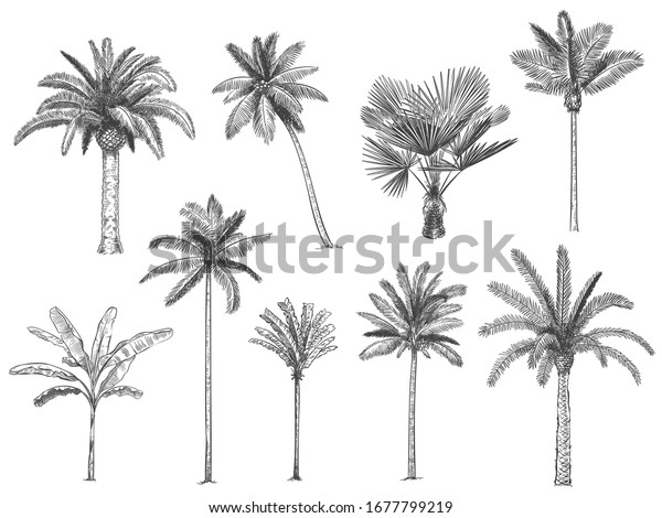 407,240 Palm Draw Images, Stock Photos & Vectors | Shutterstock