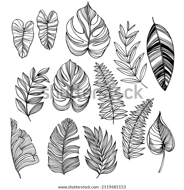 Hand Drawn Tropical Plants Vector Sketch Stock Vector (Royalty Free ...
