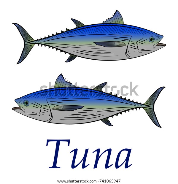Hand Drawn Tuna Drawings Vector Illustration Stock Vector (Royalty Free ...