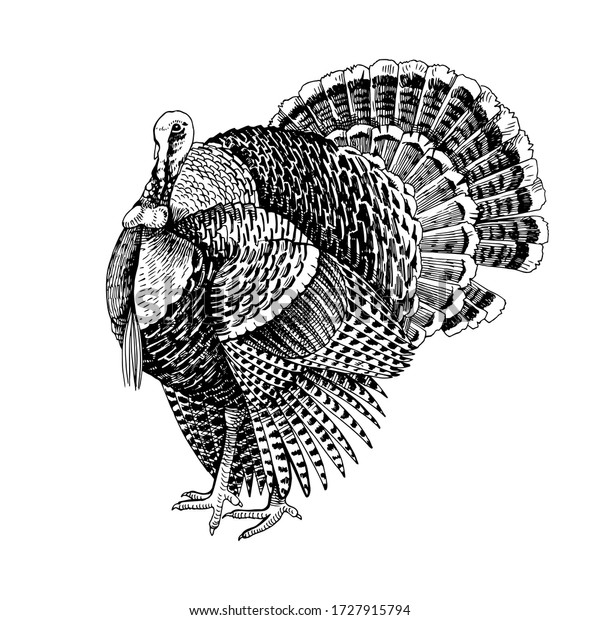 Hand Drawn Turkey Poultry Vector Illustration Stock Vector (Royalty ...