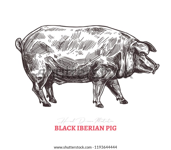 Hand Drawn Vector Black Iberian Pig Stock Vector (Royalty Free ...