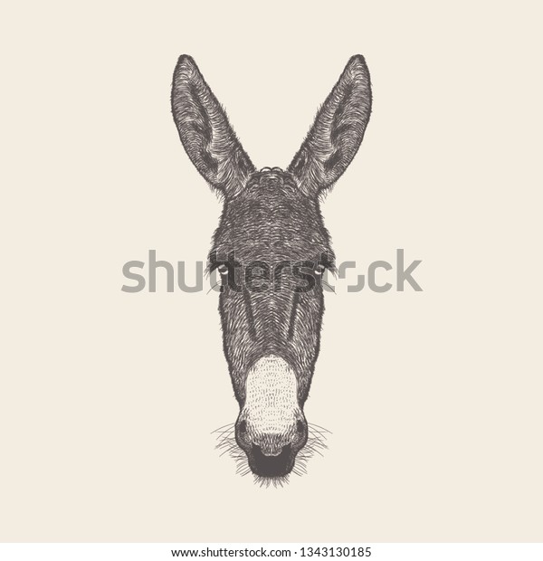 Hand Drawn Vector Donkey Head Illustration Stock Vector (Royalty Free ...