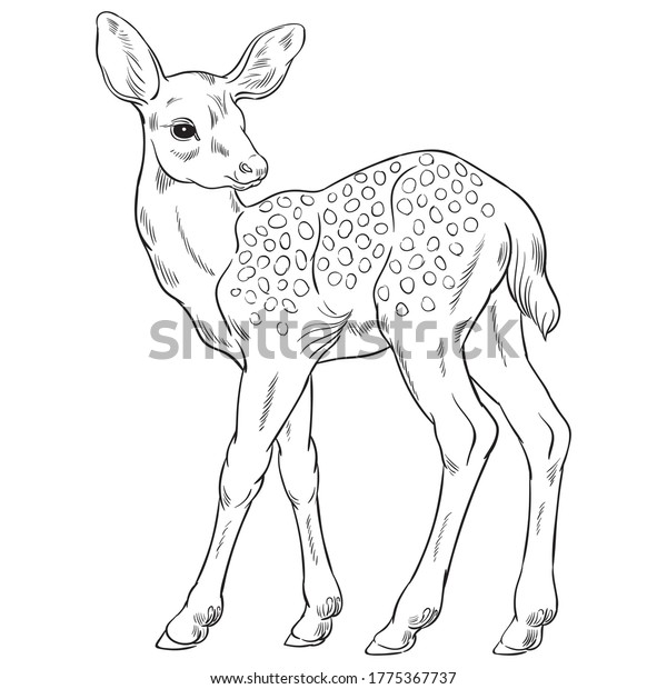 Hand Drawn Vector Fawn Isolated On Stock Vector (Royalty Free) 1775367737