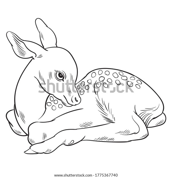 Hand Drawn Vector Fawn Isolated On Stock Vector (Royalty Free) 1775367740