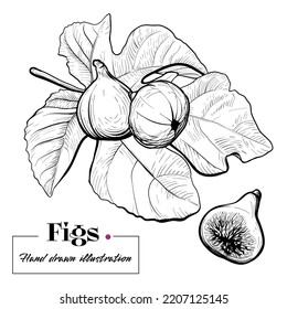 Hand Drawn Vector Figs Illustration Stock Vector (Royalty Free ...