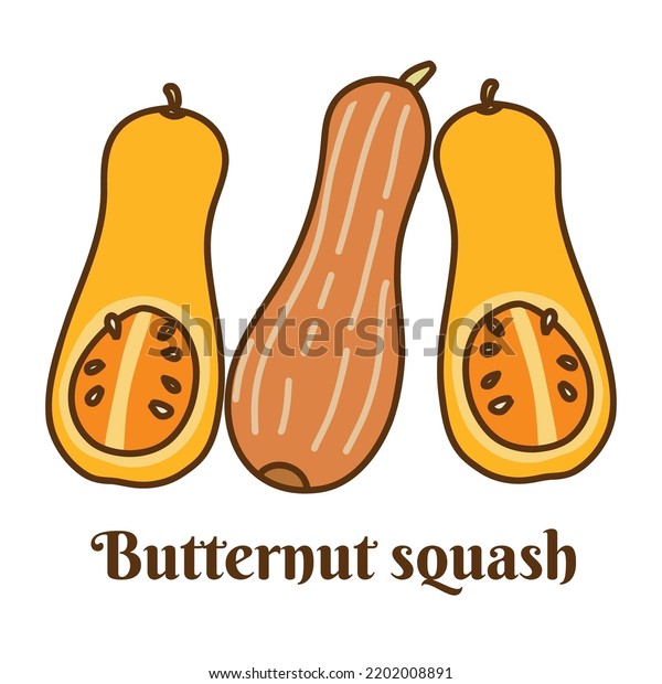 Hand Drawn Vector Illustration Butternut Squash Stock Vector (Royalty ...