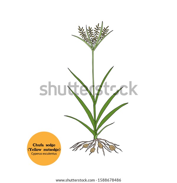 Hand Drawn Vector Illustration Chufa Plant Stock Vector (Royalty Free ...