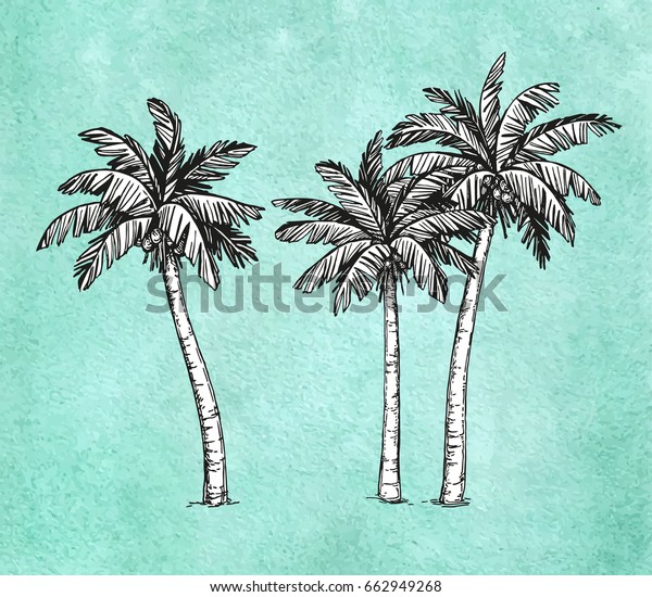 Hand Drawn Vector Illustration Coconut Palm Stock Vector (Royalty Free ...