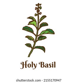 Hand Drawn Vector Illustration Holy Basil Stock Vector (Royalty Free ...
