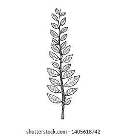 Hand Drawn Vector Illustration Laurel Branch Stock Vector (Royalty Free ...