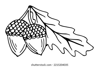 Hand Drawn Vector Illustration Quercus Alba Stock Vector (Royalty Free ...