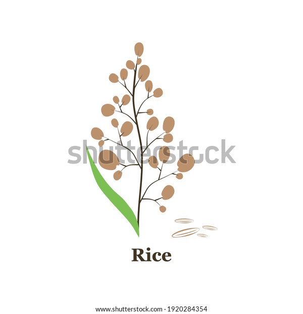 Hand Drawn Vector Illustration Rice Plant Stock Vector (Royalty Free ...