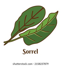 Hand Drawn Vector Illustration Sorrel Isolated Stock Vector (Royalty ...