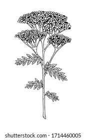 3,305 Yarrow illustration Images, Stock Photos & Vectors | Shutterstock