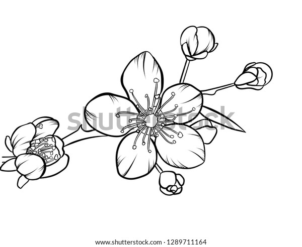 Hand Drawn Vector Illustrations Sakura Outline Stock Vector (Royalty ...