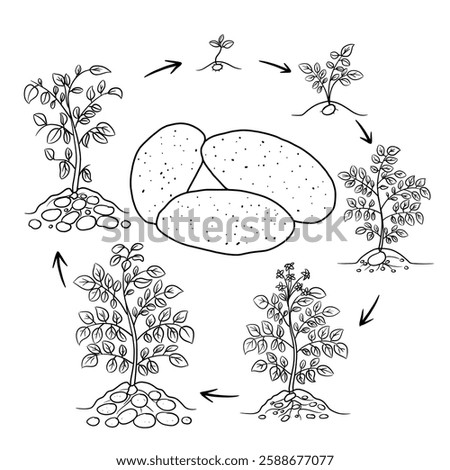 Potato Clipart Black And White | Free download on ClipArtMag