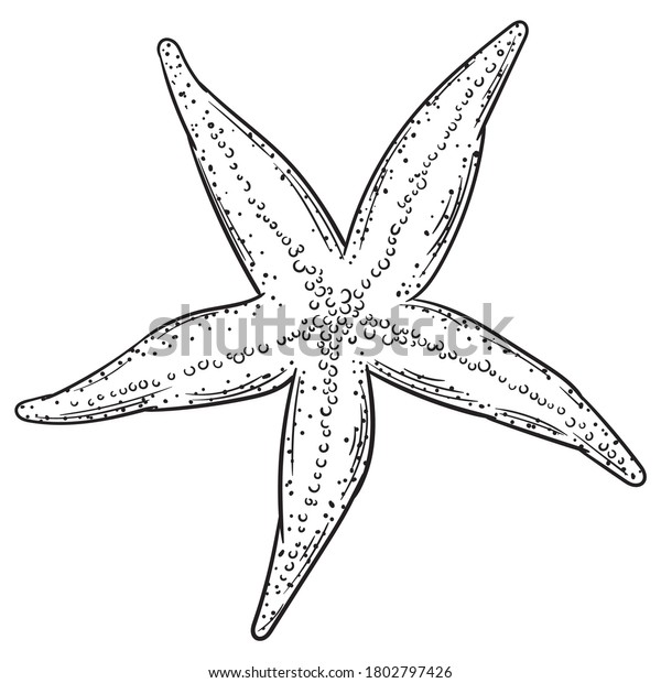Hand Drawn Vector Starfish Isolated On Stock Vector (Royalty Free ...