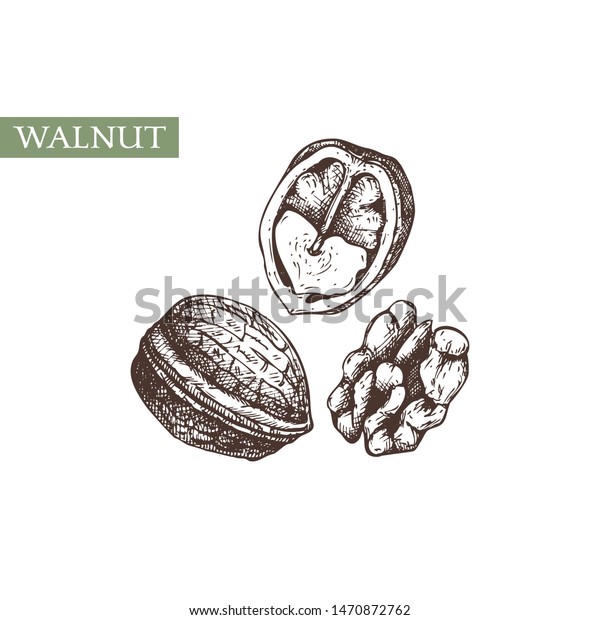 Hand Drawn Walnut Botanical Illustration Vintage Stock Vector (Royalty ...