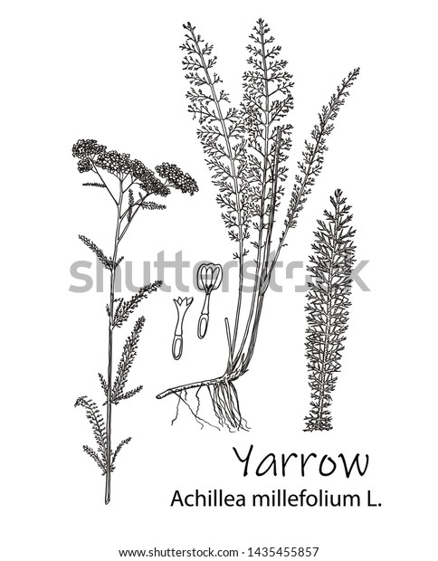 Hand Drawn Wild Hay Flowers Yarrow 스톡 벡터(로열티 프리) 1435455857