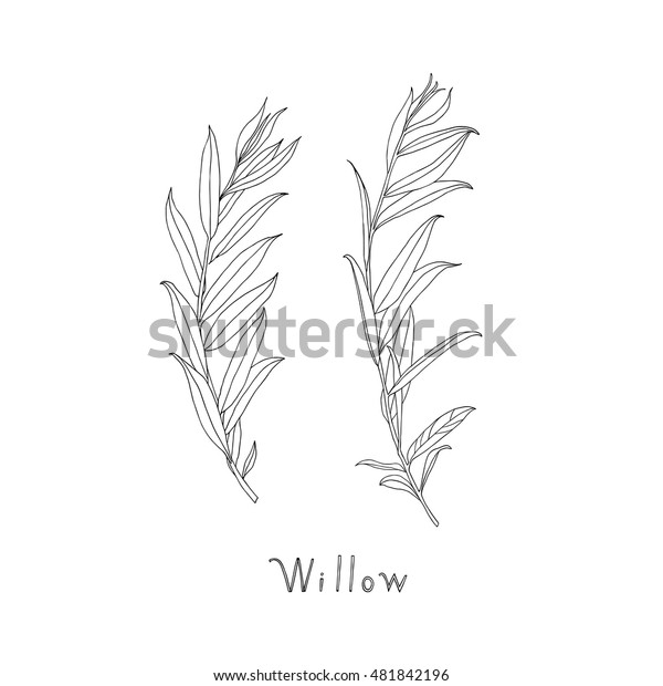 Hand Drawn Willow Twigs Graphic Sketch Stock Vector (Royalty Free ...