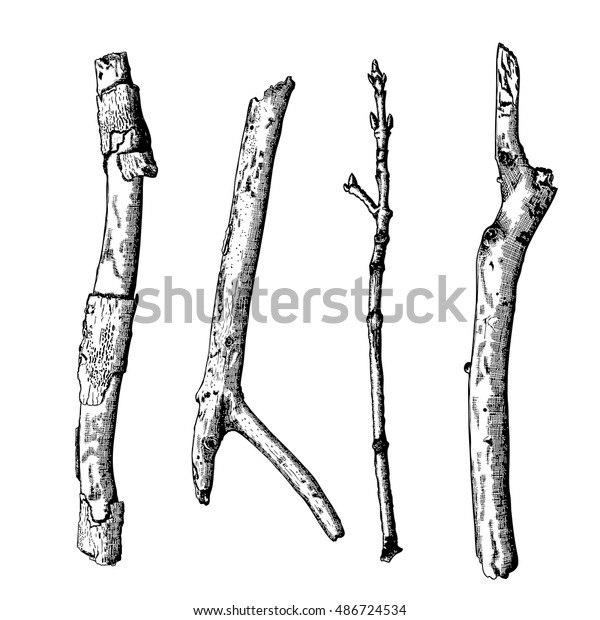 Hand Drawn Wood Twig Set Ink Stock Vector (Royalty Free) 486724534