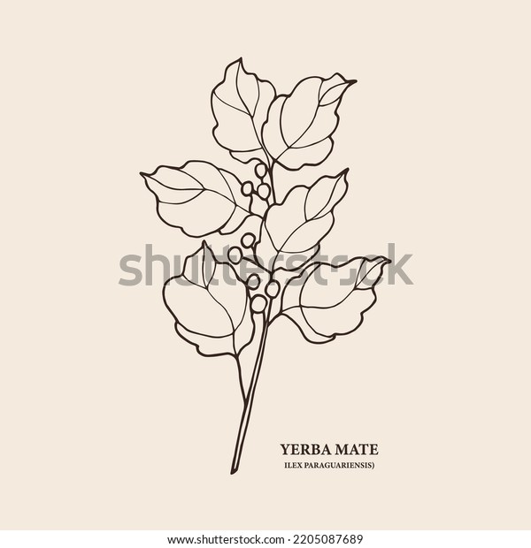 Hand Drawn Yerba Mate Branch Illustration Stock Vector (Royalty Free ...