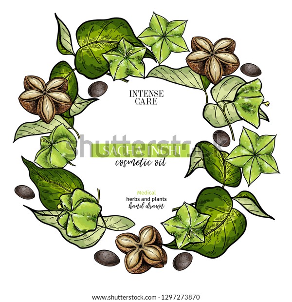 Hand Drawnsacha Inchi Branch Fruits Engraved Stock Vector (Royalty Free ...