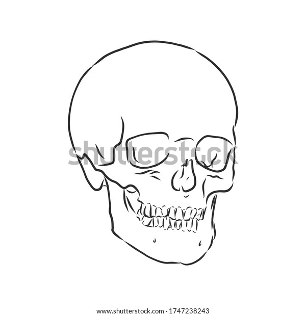 Hand Painting Human Skull Human Skull Stock Vector (Royalty Free ...