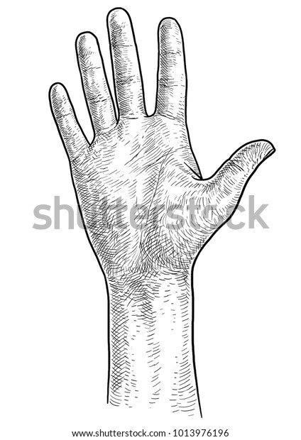 Hand Palm Illustration Drawing Engraving Ink Stock Vector (Royalty Free ...