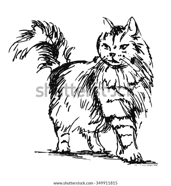 Hand Sketch Standing Cat Stock Vector (Royalty Free) 349911815 ...