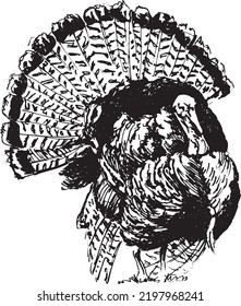 Hand Sketch Turkey Vector Illustration Stock Vector (Royalty Free ...