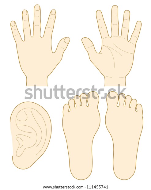 Hand Sole Foot Ear Stock Vector (Royalty Free) 111455741