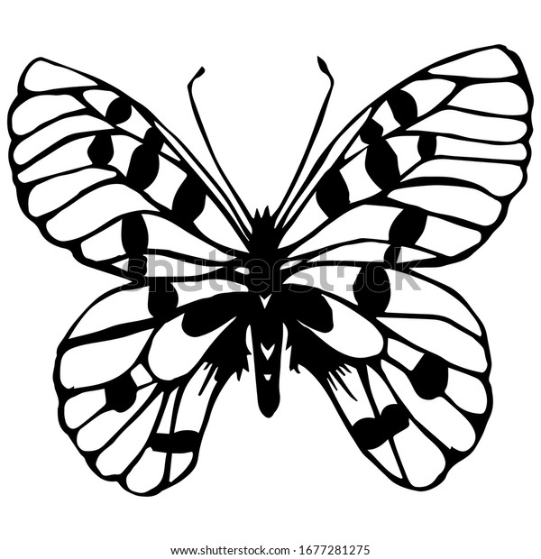 Handdrawn Butterfly Butterfly Anatomy Drawing Stock Vector (Royalty ...