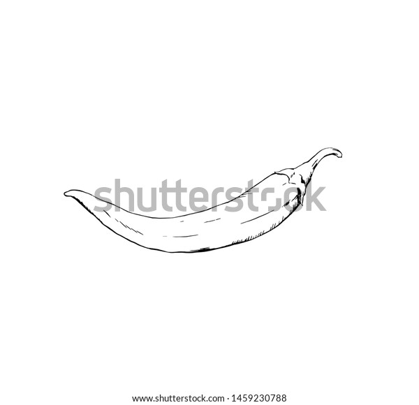 Handdrawn Chilli Pepper Isolated Sketch Illustration Stock Vector ...