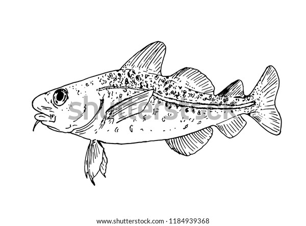 Handdrawn Cod Realistic Drawing Sea Fish : image vectorielle de stock ...