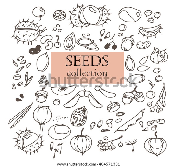Handdrawn Doodles Different Seeds Chestnut Linden Stock Vector (Royalty ...