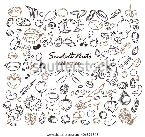 Handdrawn Doodles Different Seeds Nuts Walnuts Stock Vector (Royalty ...