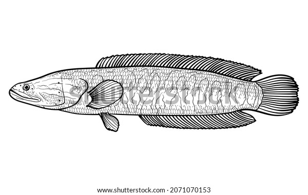 Handdrawn Fish Snakehead Black White Vector Stock Vector (Royalty Free ...