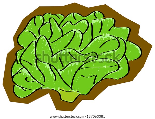 Handdrawn Head Lettuce Graphics Stock Vector (Royalty Free) 137063381 ...