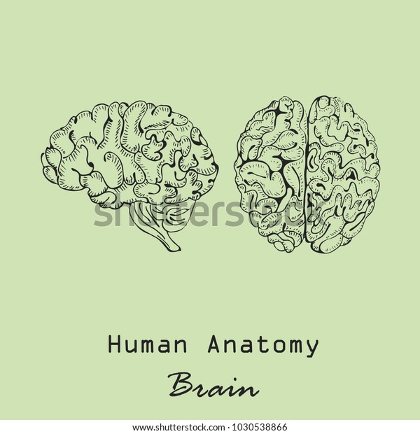 Handdrawn Human Brain Front Side Views Stock Vector (Royalty Free ...