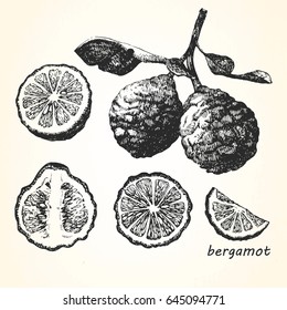 Handdrawn Illustration Bergamot Vector Stock Vector (Royalty Free ...