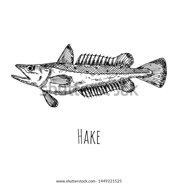 Handdrawn Isolated Hake Vector Cartoon Illustration Stock Vector ...
