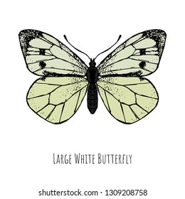 10,176 Cabbage white butterfly Images, Stock Photos & Vectors ...