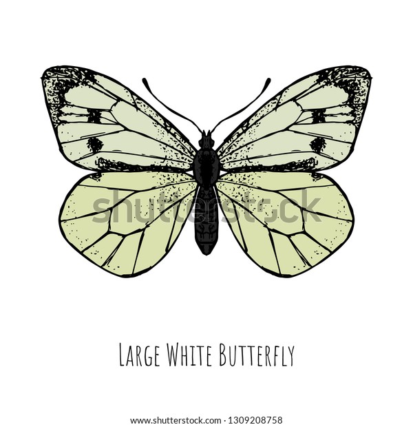 Handdrawn Large White Butterfly Isolated Object Stock Vector (Royalty ...