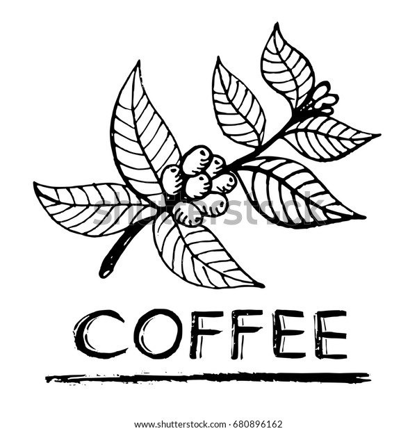 Hand-drawn logo "Coffee branch" and lettering word "Coffee". Design ...